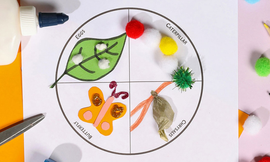 Butterfly Plate Life Cycle | DIY BOSTIK